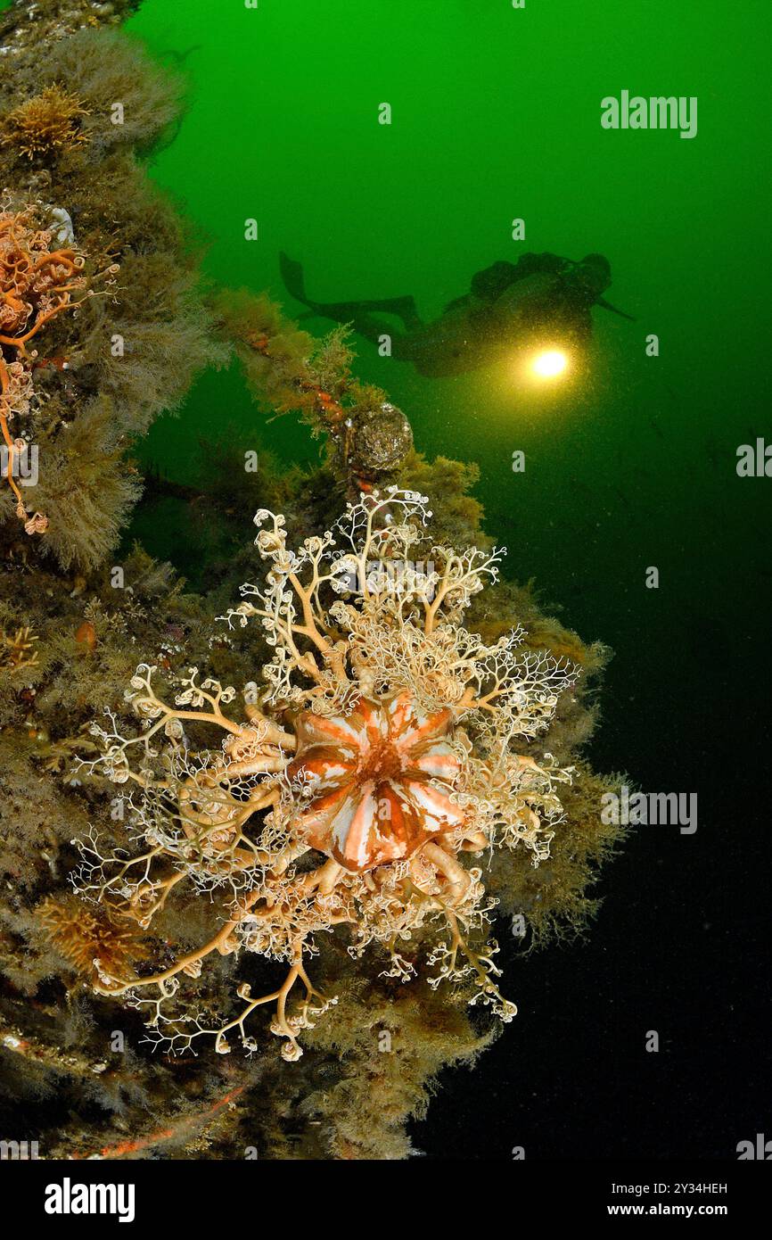 Scuba diver and Brittled Basket Star (Gorgonocephalus caryi), Alaska ...