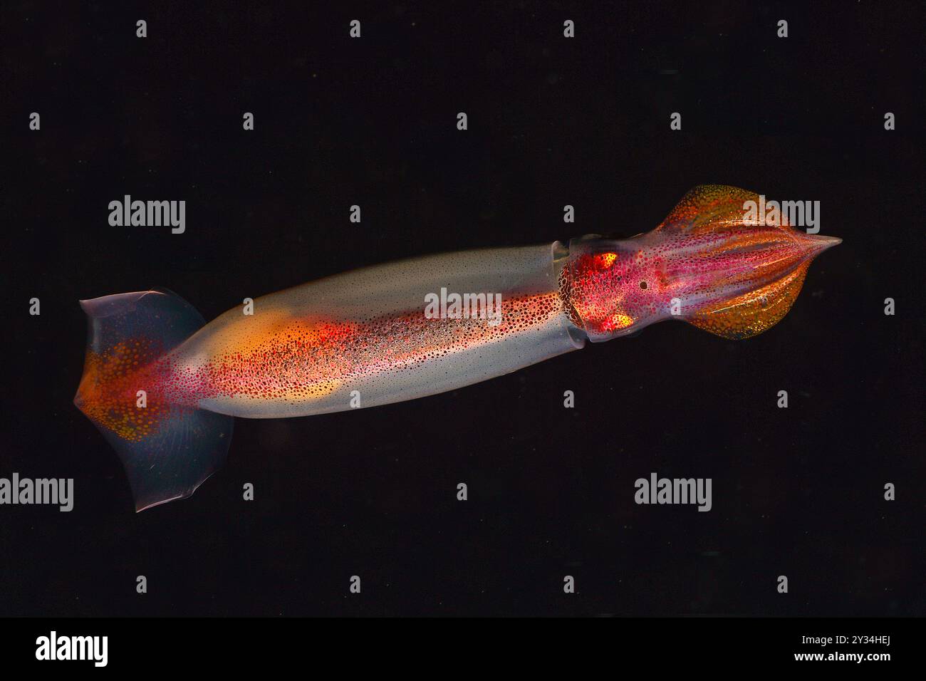 The male oval squid (Sepioteuthis lessoniana), can reach 14 inches in ...