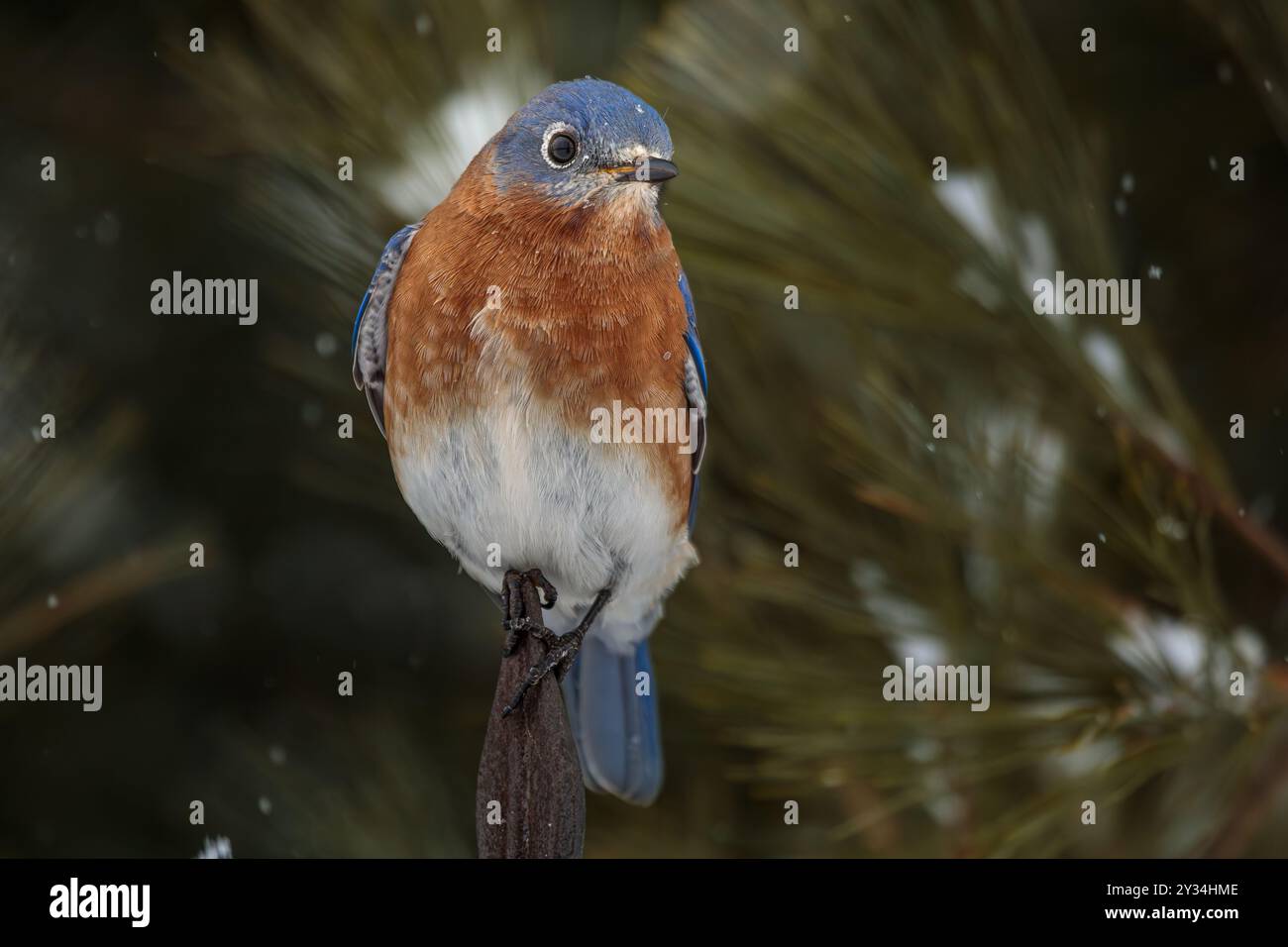 A male Eastern Bluebird perches on an iron railing during a winter ...