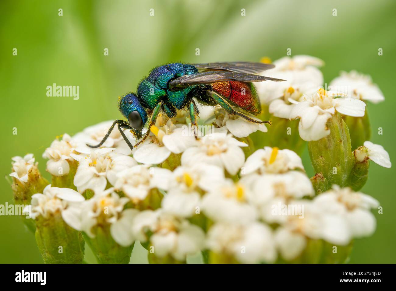 ruby-tailed wasp - Chrysis ignita, tiny beautiful common cuckoo wasp ...