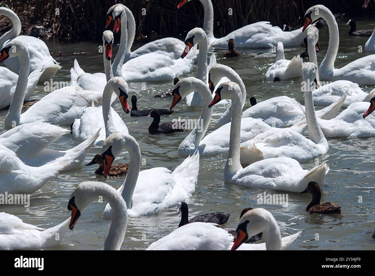 Flock swans on lake hi-res stock photography and images - Alamy