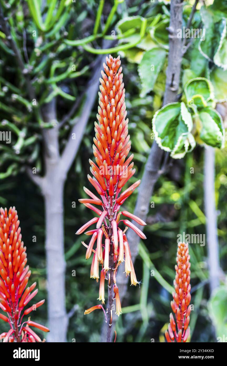 The Aloe plant is known for its medical properties, but not everyone ...