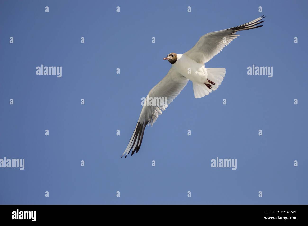 Goeland flying with wings spread from below under a blue sky Stock ...