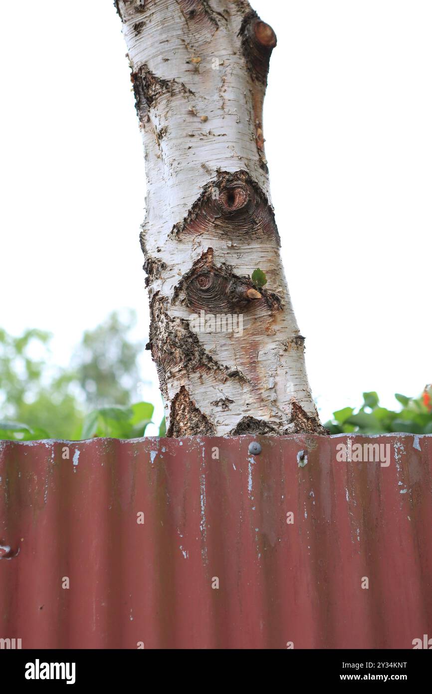 Corrugated metal fence with silver birch tree growing behind Stock ...