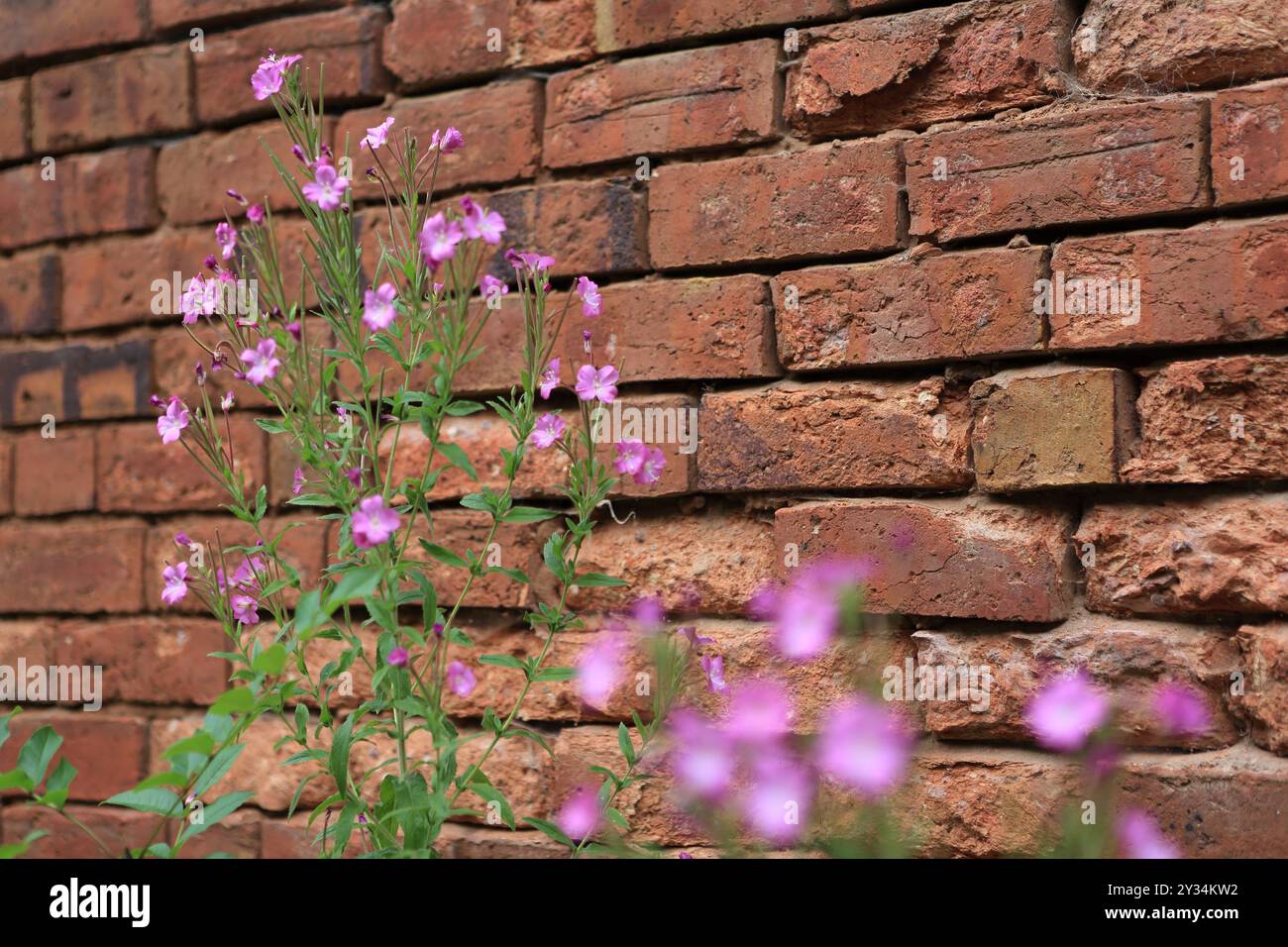 Brick wall construction gaps in brickwork crumbling brickwork bad ...