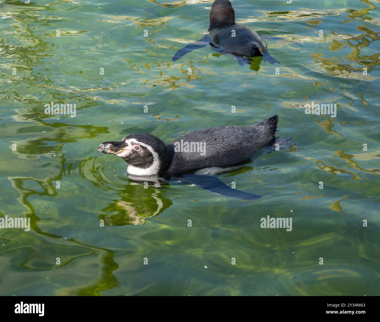 Humboldt penguin in uk wildlife park hi-res stock photography and ...