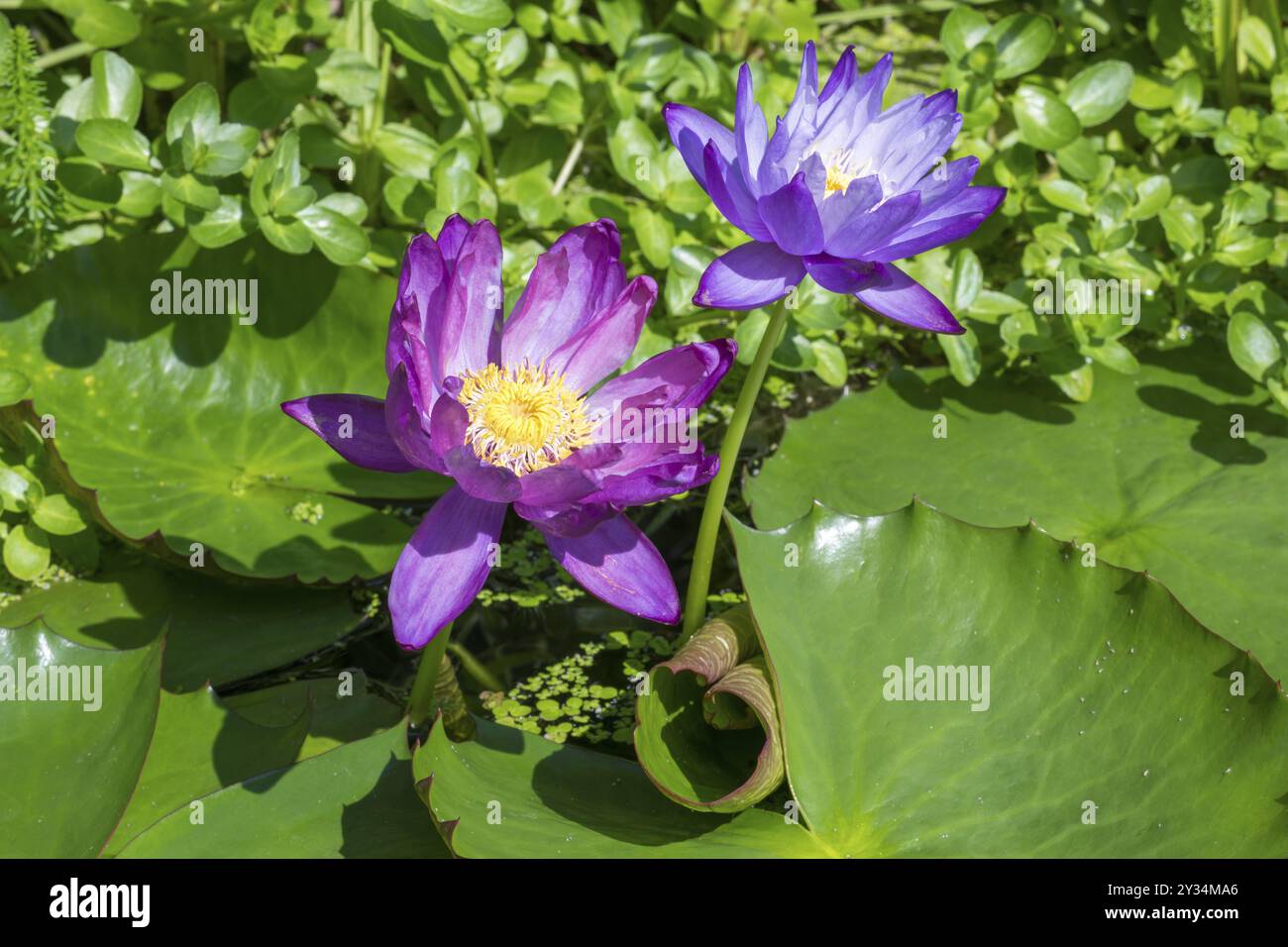 Blue-purple coloured tropical water lilies in garden pond, Gigantea ...