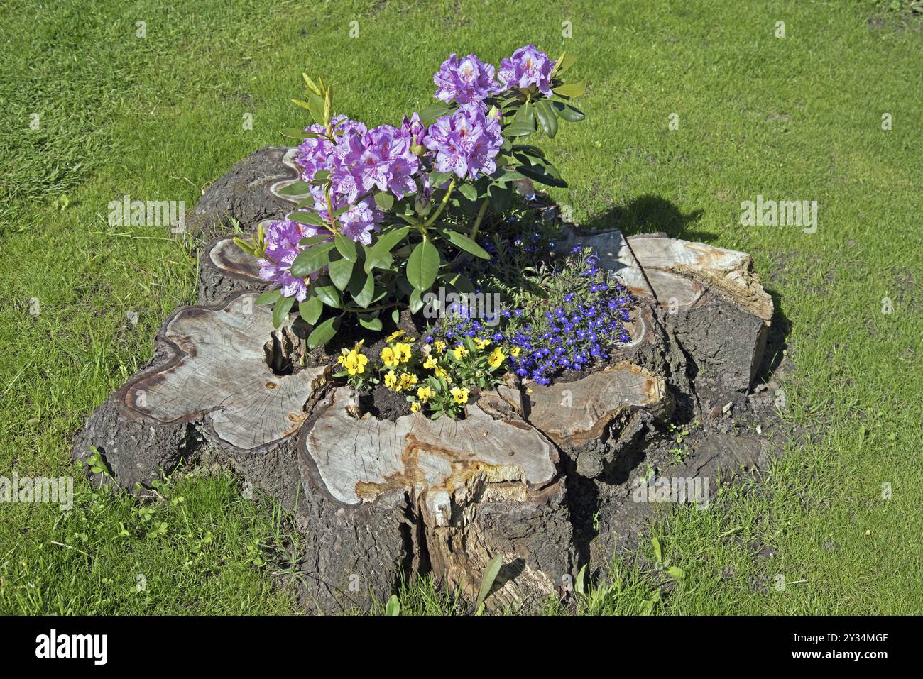 Flowers, Rhododendron in old tree stump, Catawbiense Grandiflorum ...
