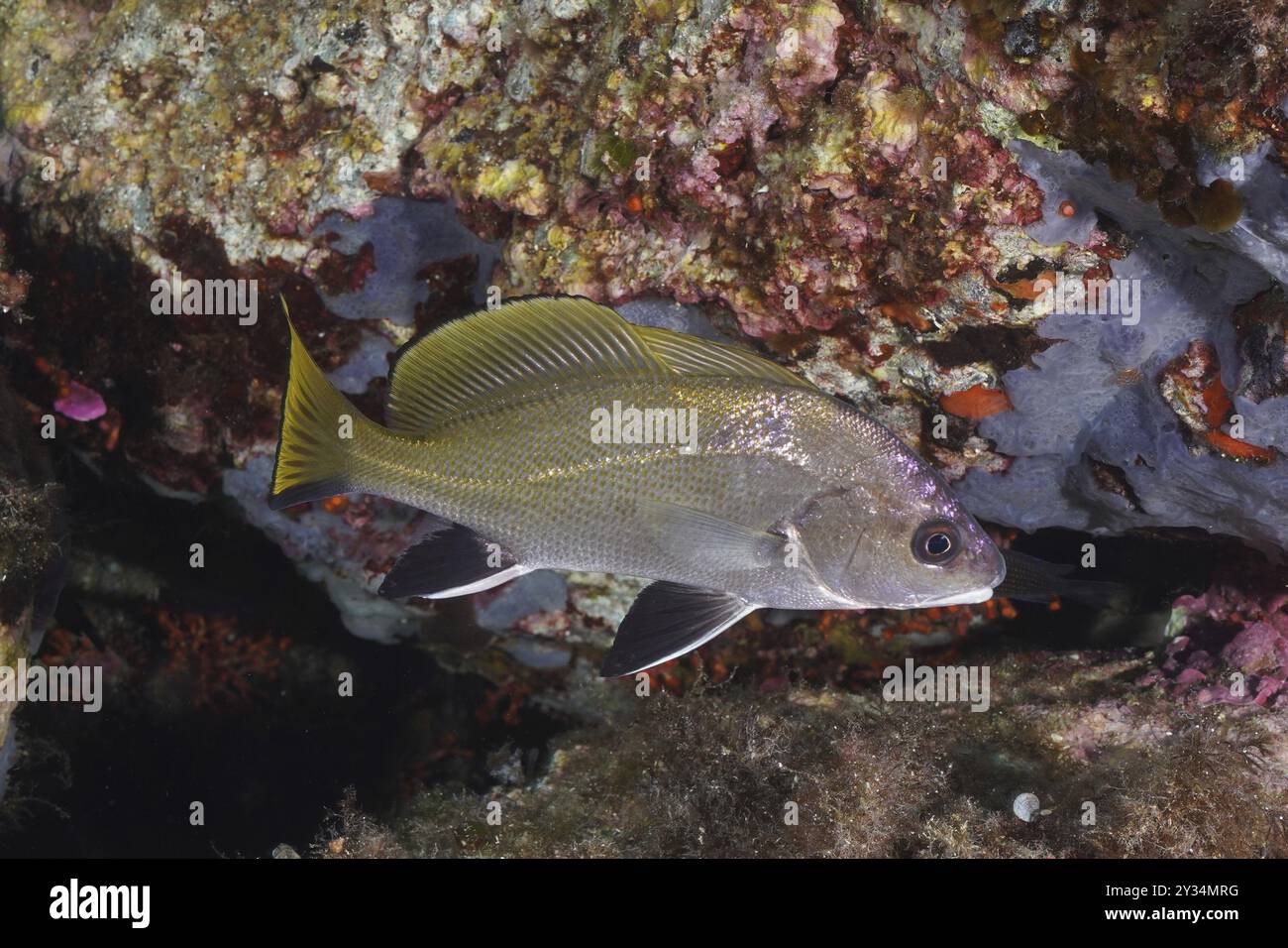 Mullet (Sciaena umbra) next to a rocky underwater area. Dive site Giens ...
