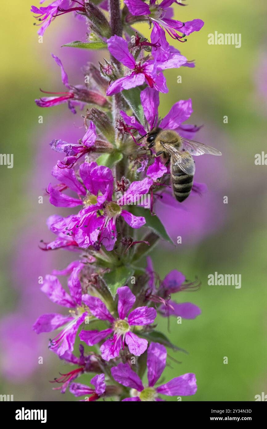 A honey bee (Apis mellifera) sits on a pink flower, purple loosestrife ...