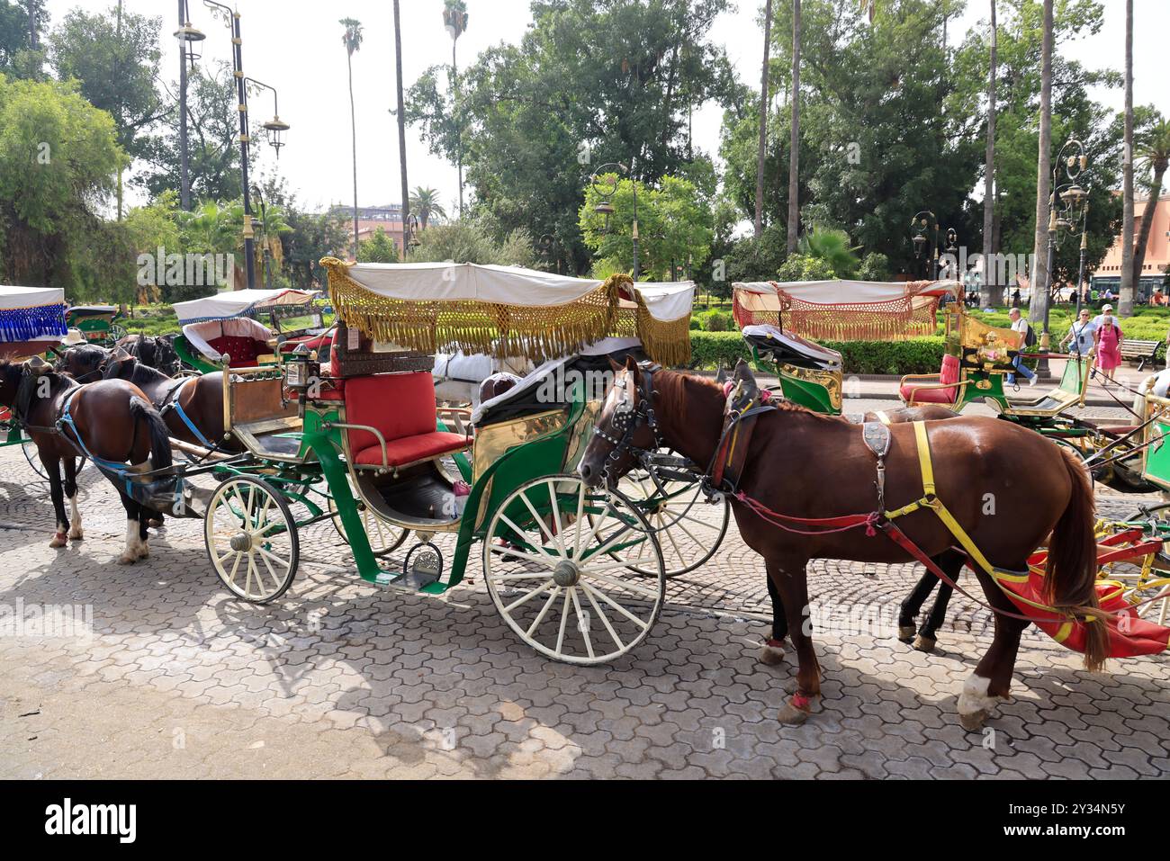 Horse-drawn carriages are used to tour the city of Marrakech, a tourist ...