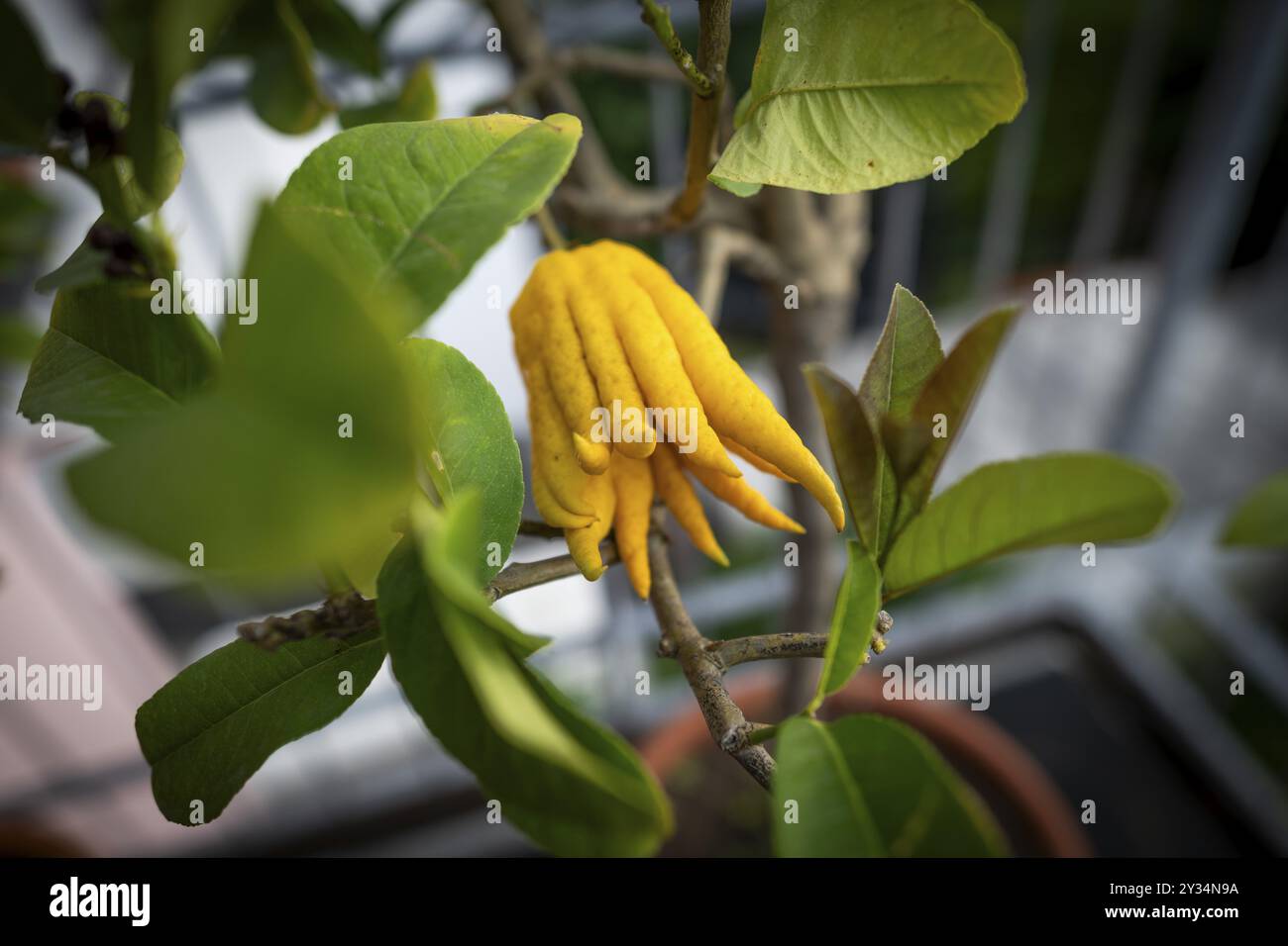 Buddha's Hand (sarcodactylis) or fingered lemon (citrus medica ...