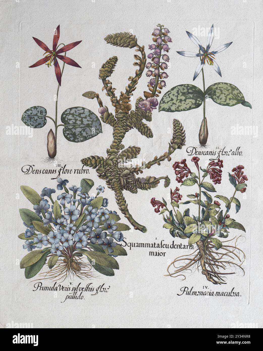 Dog's tooth (Erythronium Dens-Canis), Common cowslip (Primula Vulgaris ...