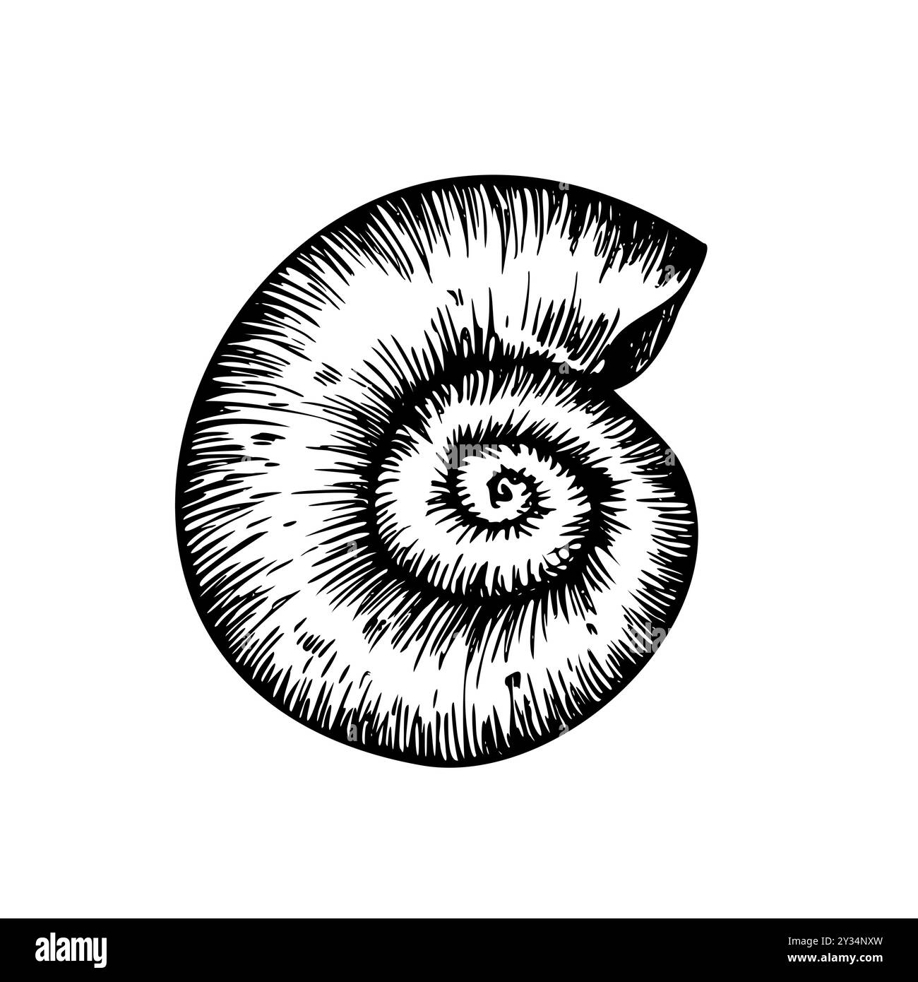 Vector beautiful shell. Hand painted line seashell. Graphic clip art ...