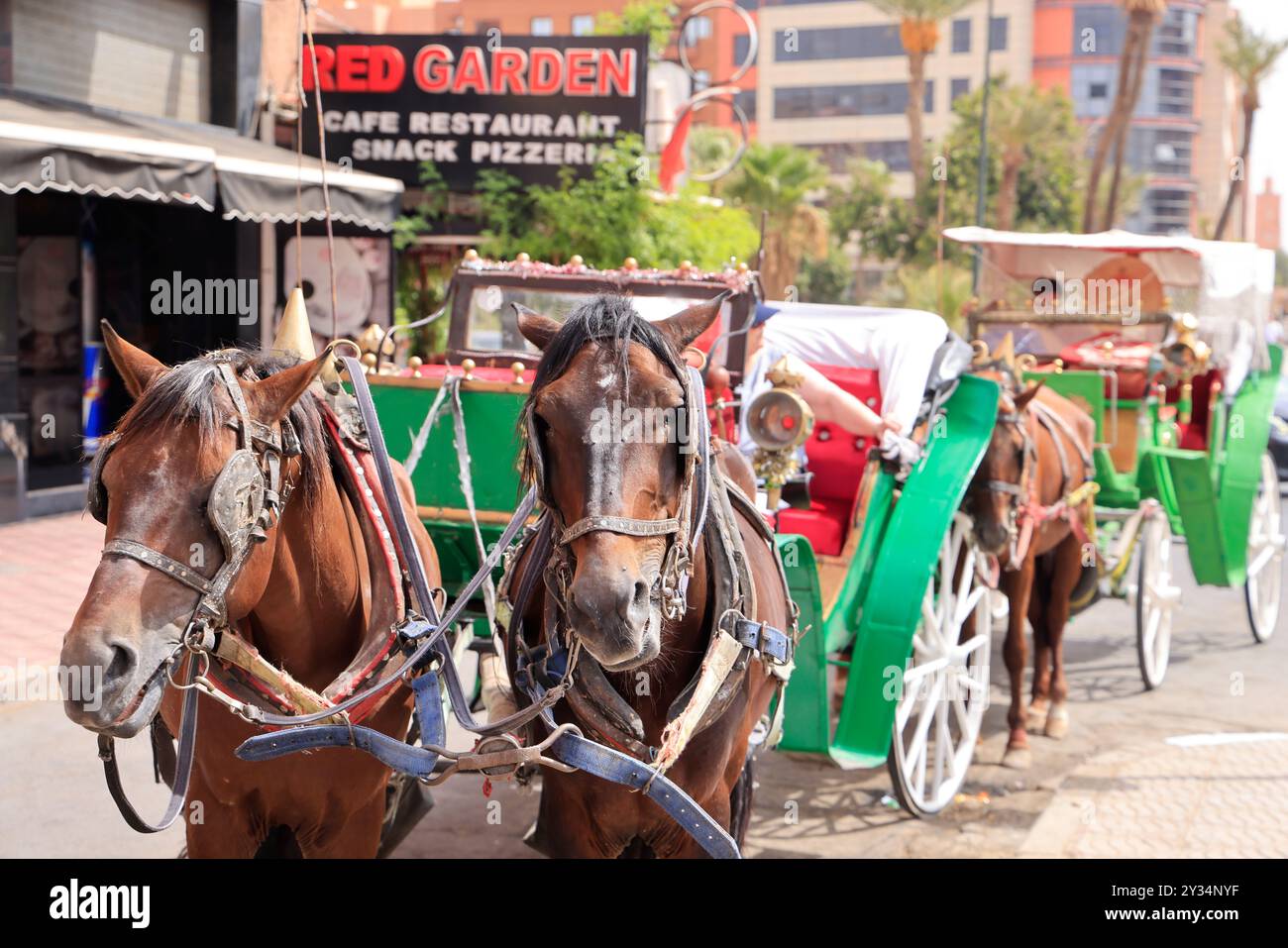 Horse-drawn carriages are used to tour the city of Marrakech, a tourist ...