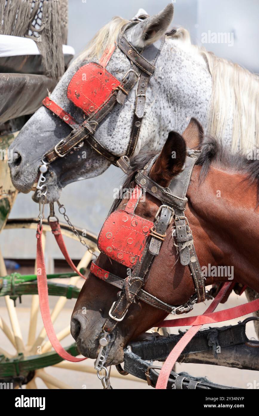 Horse-drawn carriages are used to tour the city of Marrakech, a tourist ...