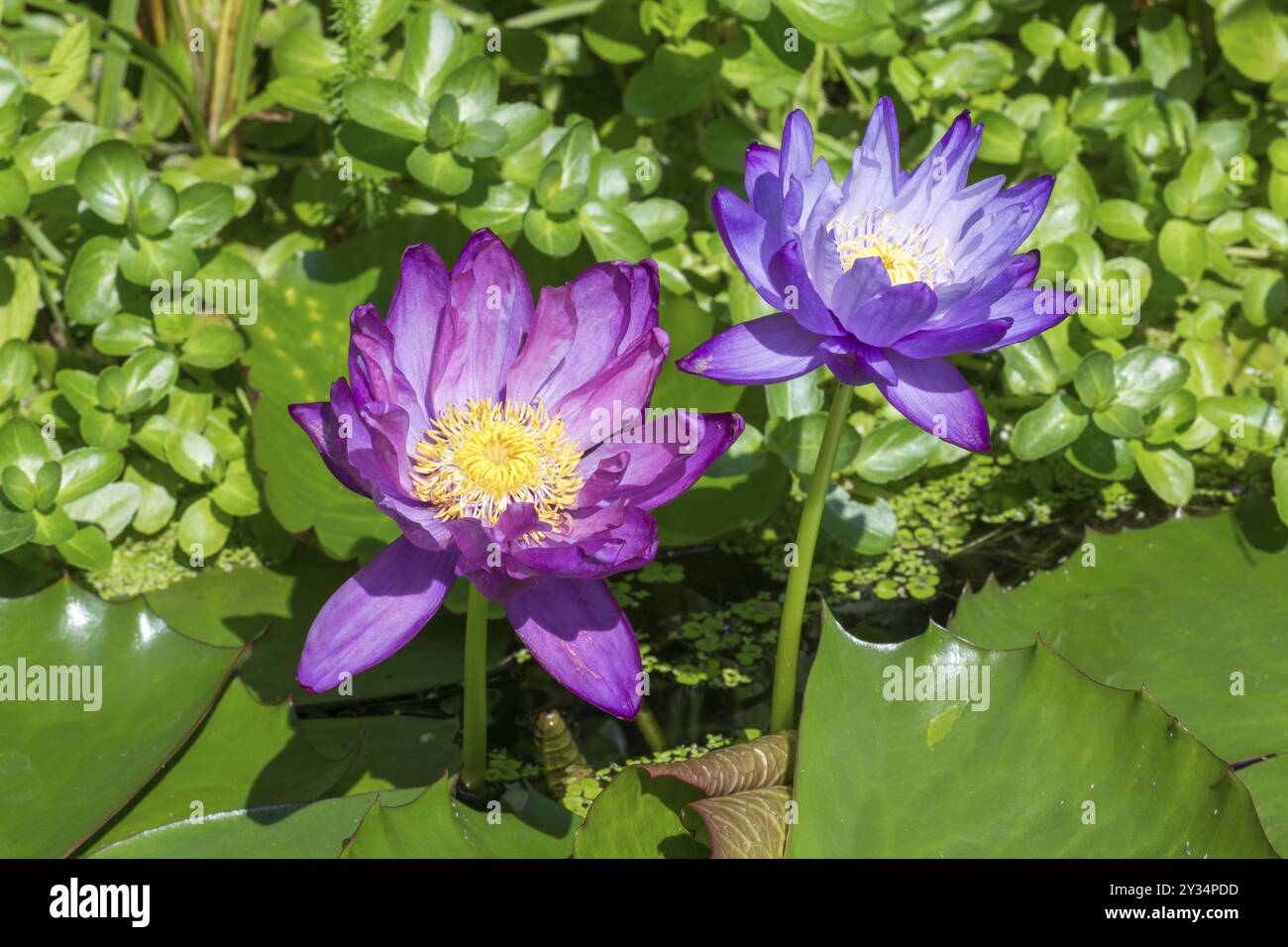 Blue-purple coloured tropical water lilies in garden pond, Gigantea ...