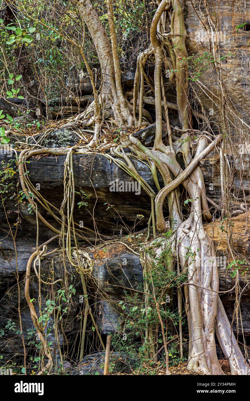 Roots growing into rock hi-res stock photography and images - Alamy
