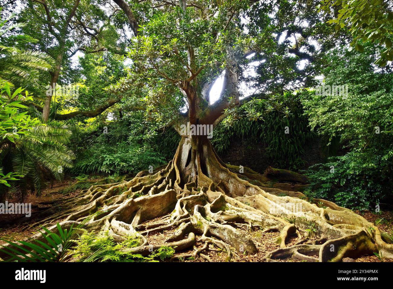 Sao Miguel, Azores, Portugal - 13. September 2022: An old fig tree with ...