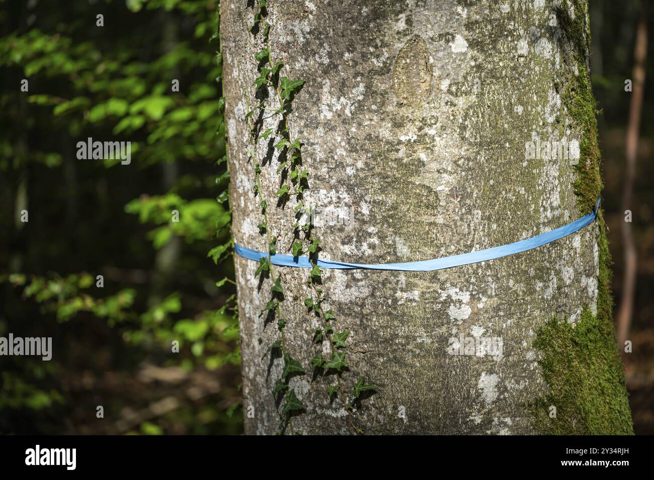 Tree marked with a blue ribbon, cemetery forest, Baden-Wuerttemberg ...