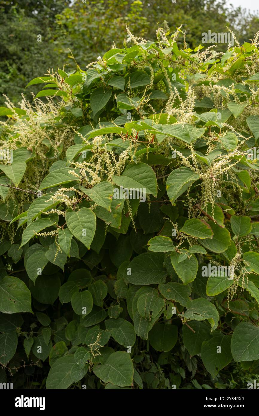 Japanese Knotweed: Reynoutria japonica. Invasive plant - Cornwall, UK ...