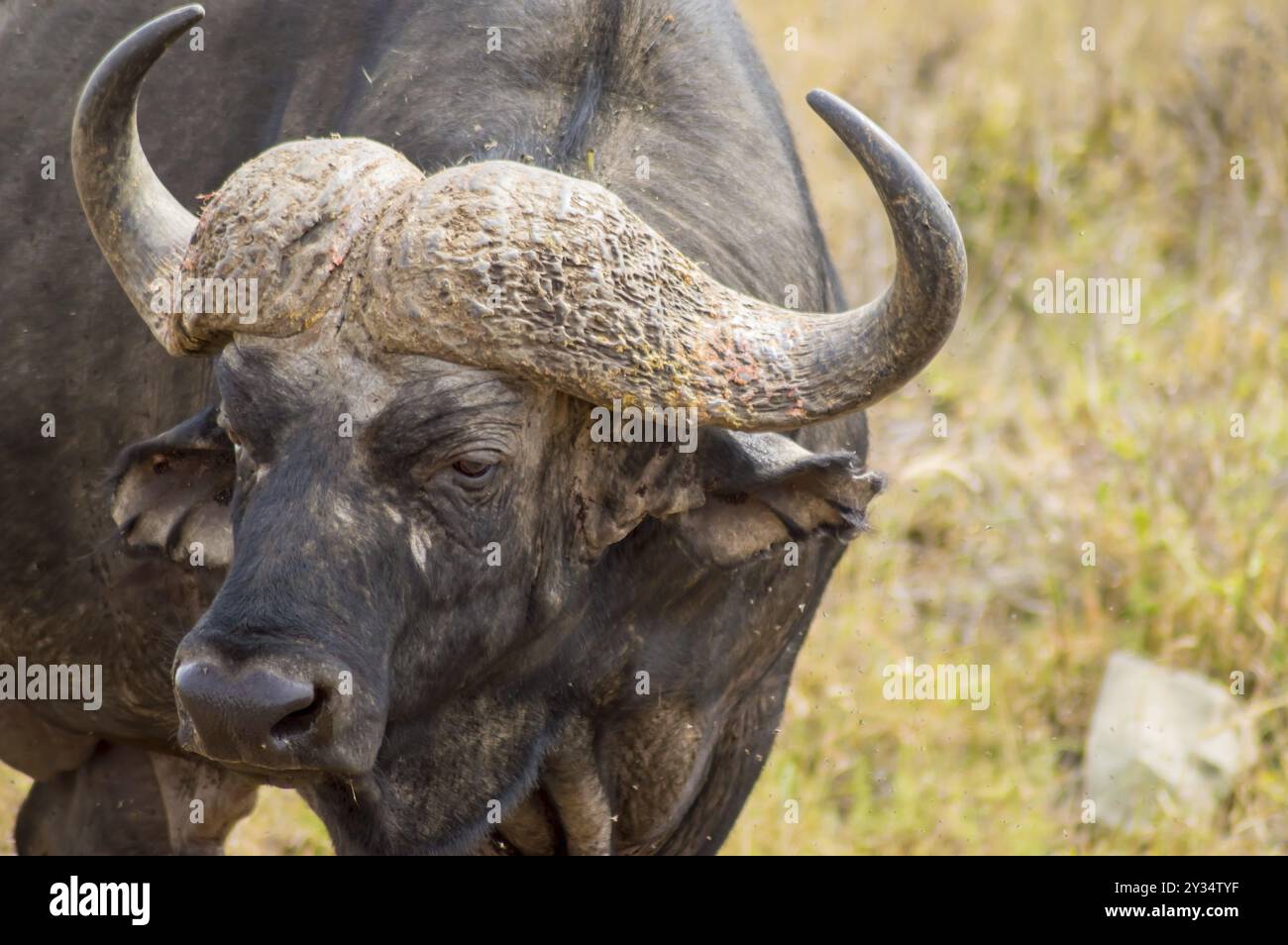 Isolated buffalo in the savannah countryside of Nairobi Park in Kenya ...