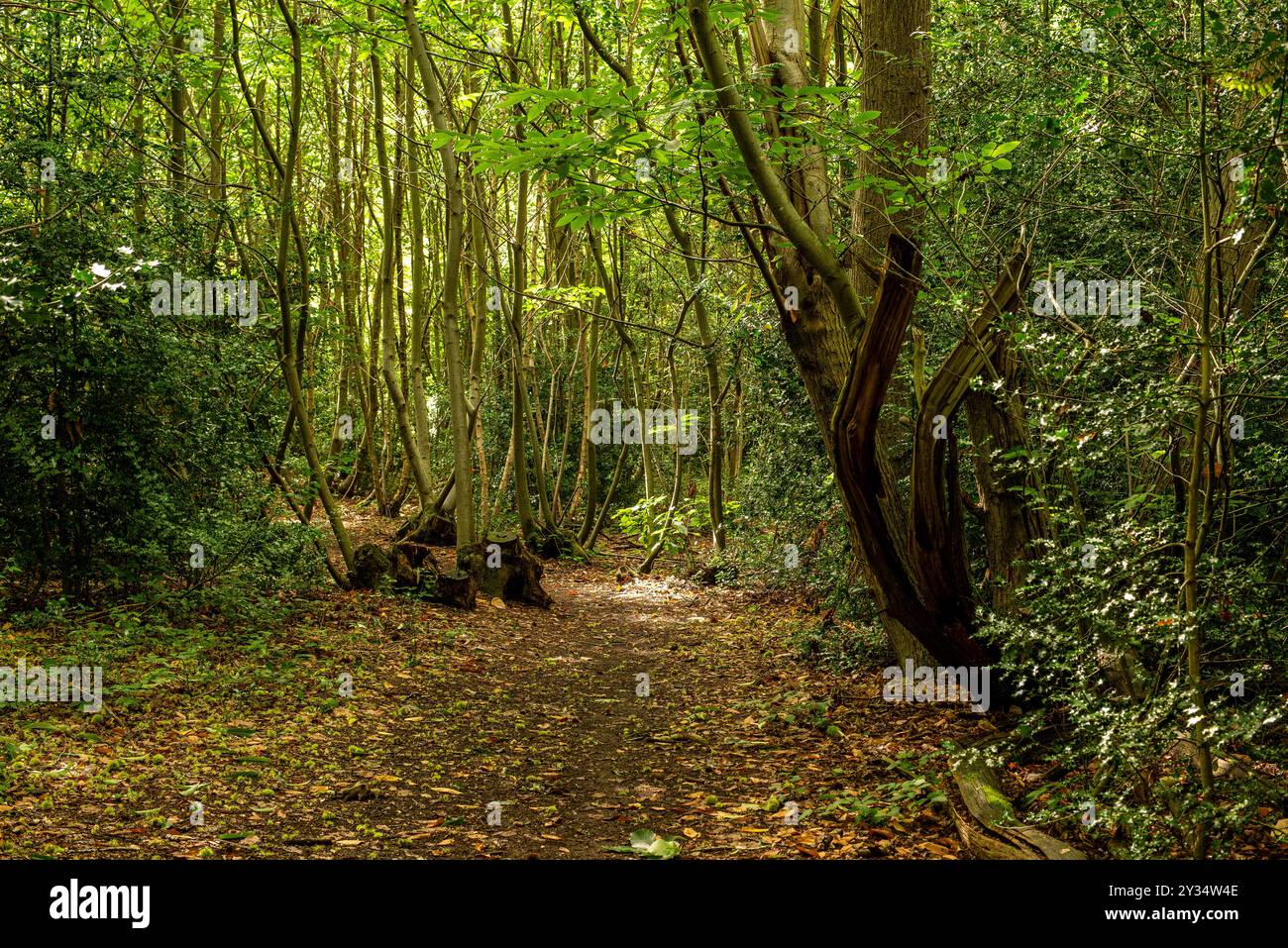 Dense woodland in Pettswood, Petts Wood, Orpington, Kent, UK Stock ...