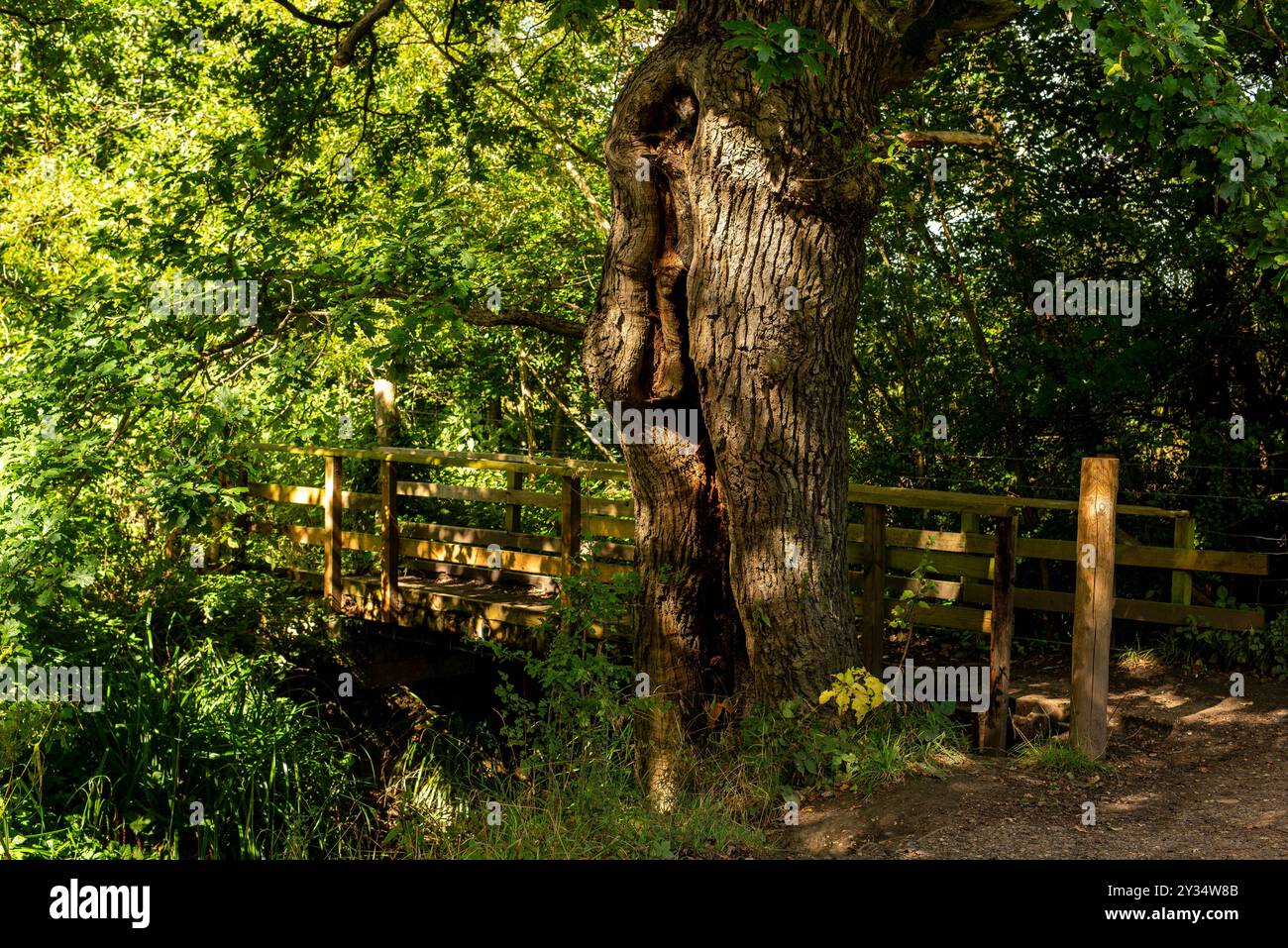 Oak tree uk september hi-res stock photography and images - Alamy