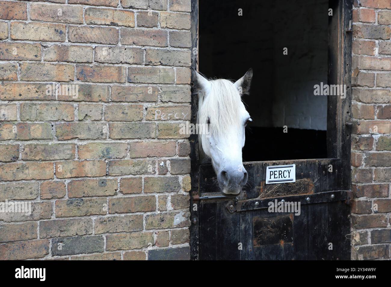 Percy white horse in stable with head poking out over stable door Stock ...