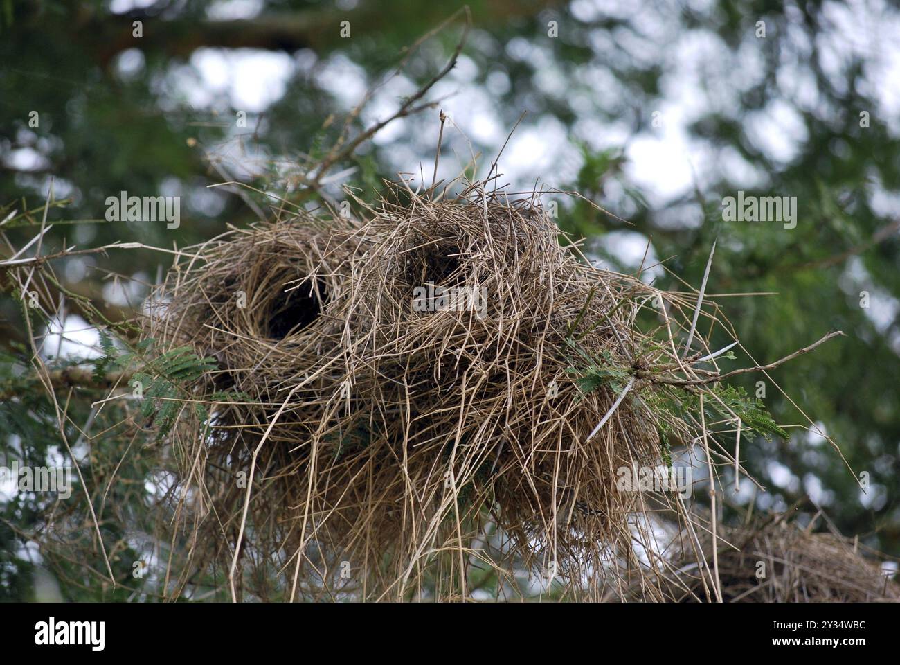 Cylindrical bird's nest on a branch of a Tanzanian park Stock Photo - Alamy