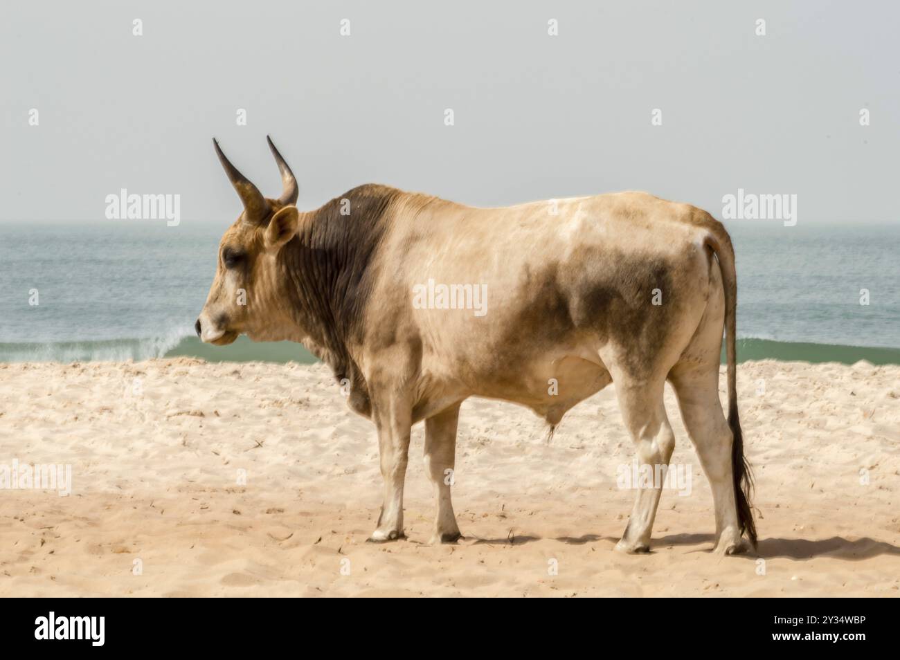 Bull on the beach in the town of Bijilo in western Gambia in Africa ...