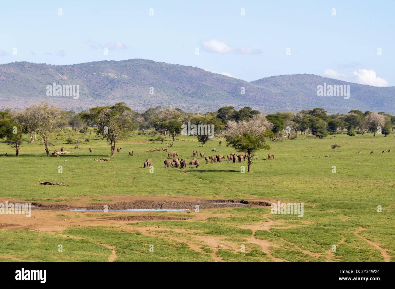 Herd of elephants leaving a water point in West Tsavo Park in Kenya ...