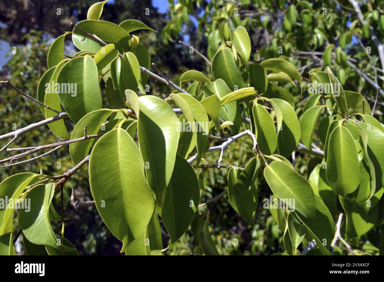 Fat plant hi-res stock photography and images - Alamy