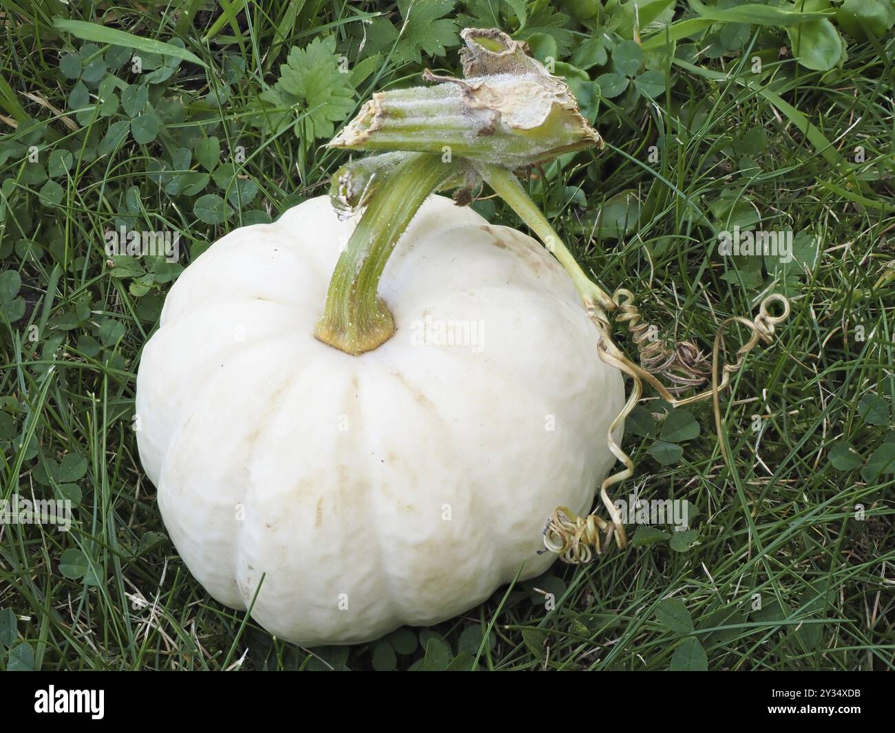 Pumpkin family (Cucurbitaceae), ornamental pumpkin, North Rhine ...