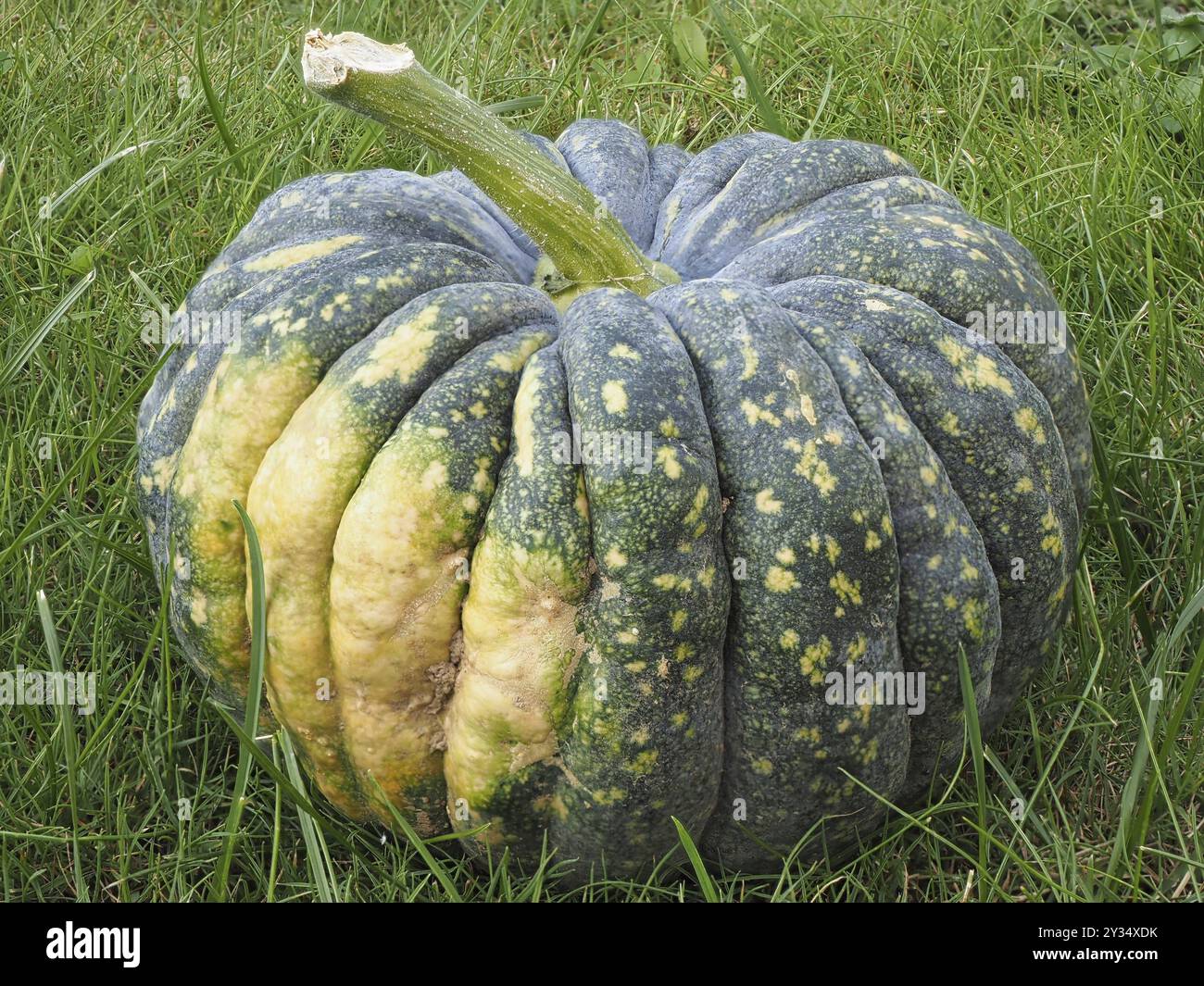Pumpkin family (Cucurbitaceae), ornamental pumpkin, North Rhine ...