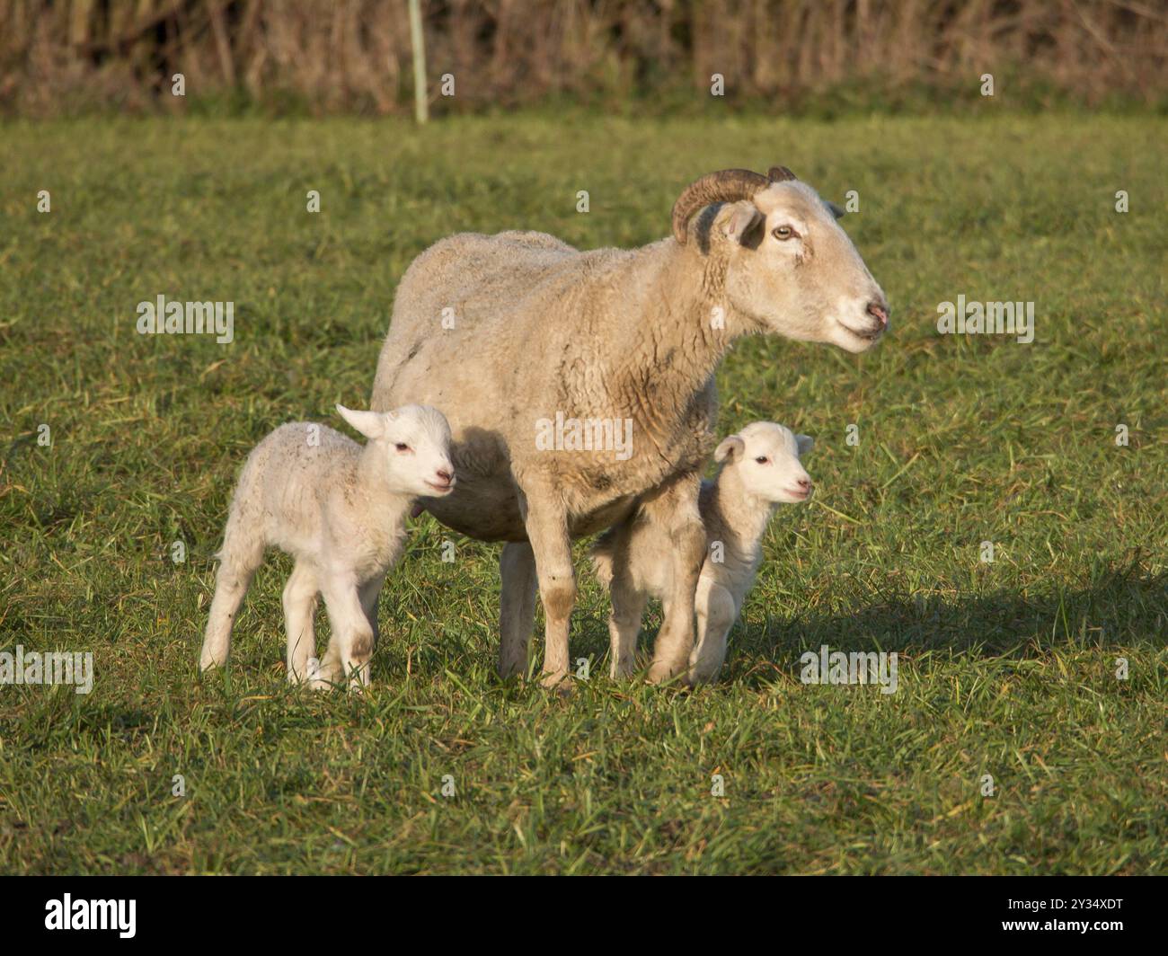 Young happy mother looks little hi-res stock photography and images - Alamy