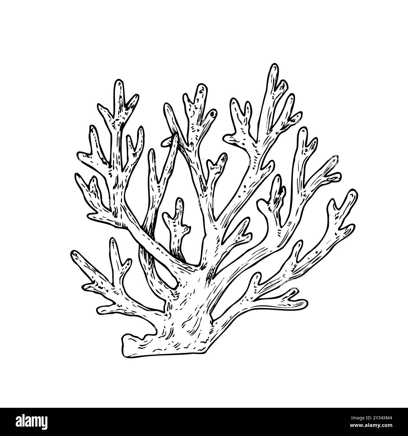 Vector coral. Hand painted line reef sketch. Graphic tropical clip art ...