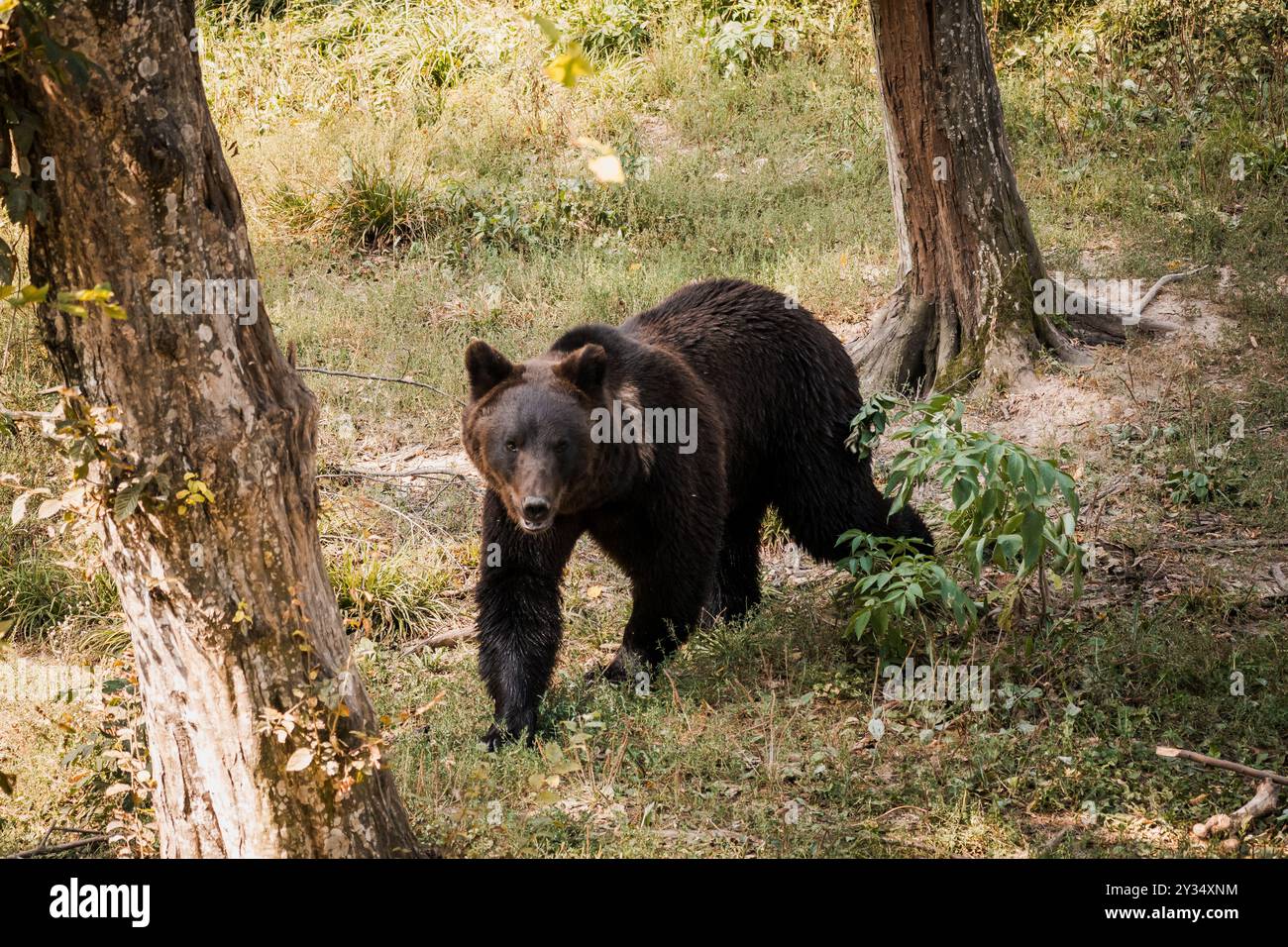 Majestic Brown Bear Roaming Through Lush Forest Landscape Stock Photo ...