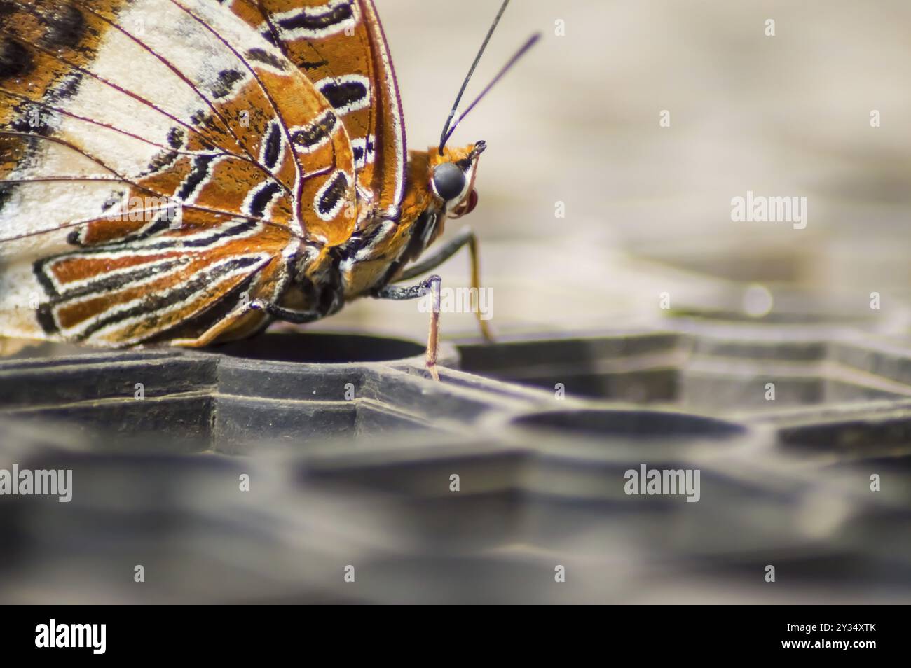 Brown and white butterfly laying on the ground in a tropical garden in ...