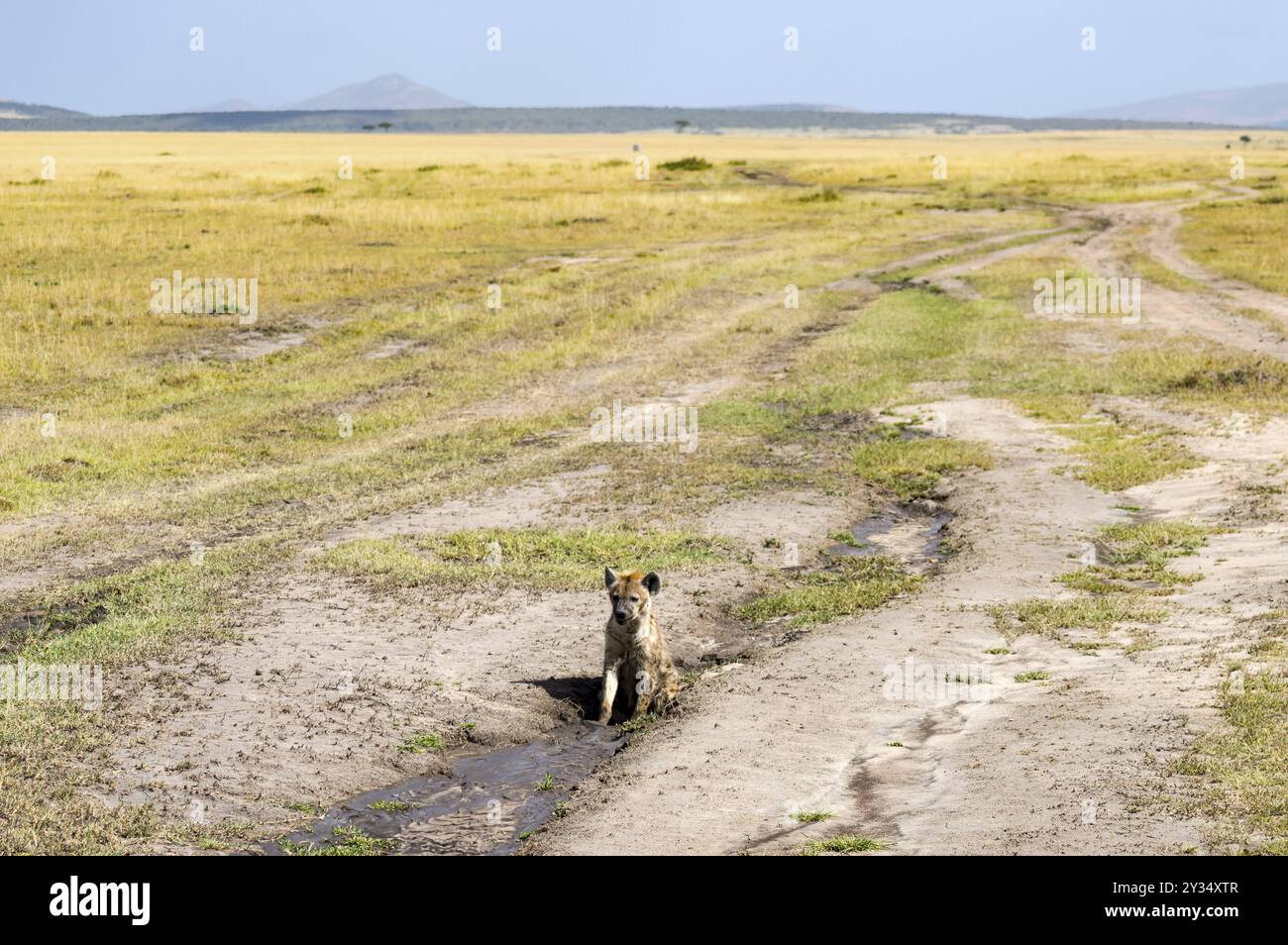 Hyena taking a mud bath in Maasai Mara Park in North West Kenya Stock ...