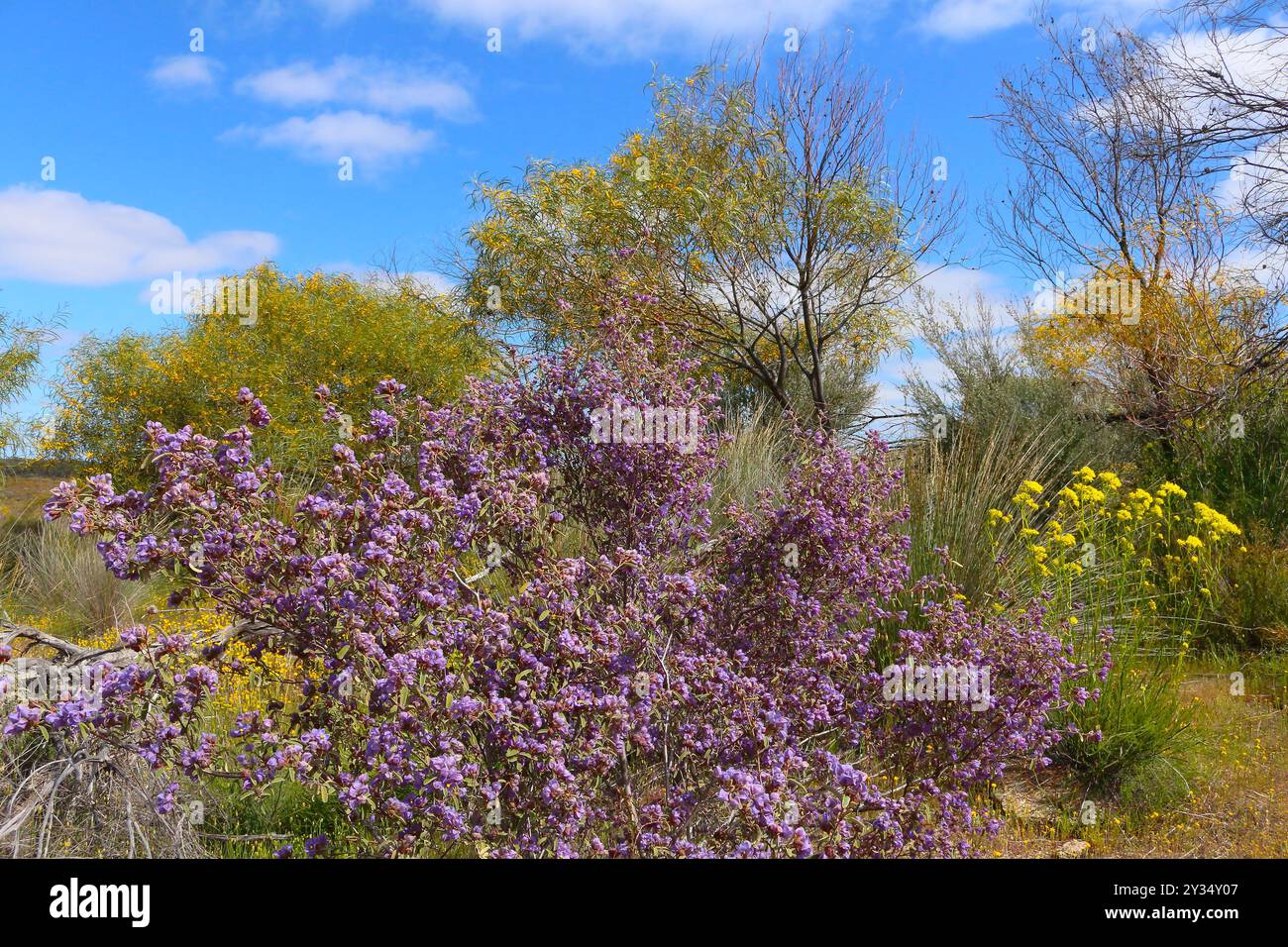 Spring in the Australian outback with flowering bushes like Keraudrenia ...