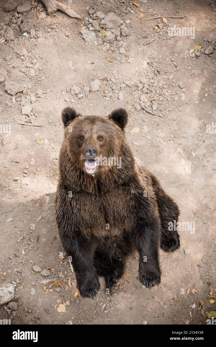 Majestic Brown Bear Roaring in Natural Habitat Surrounded by Rocky ...