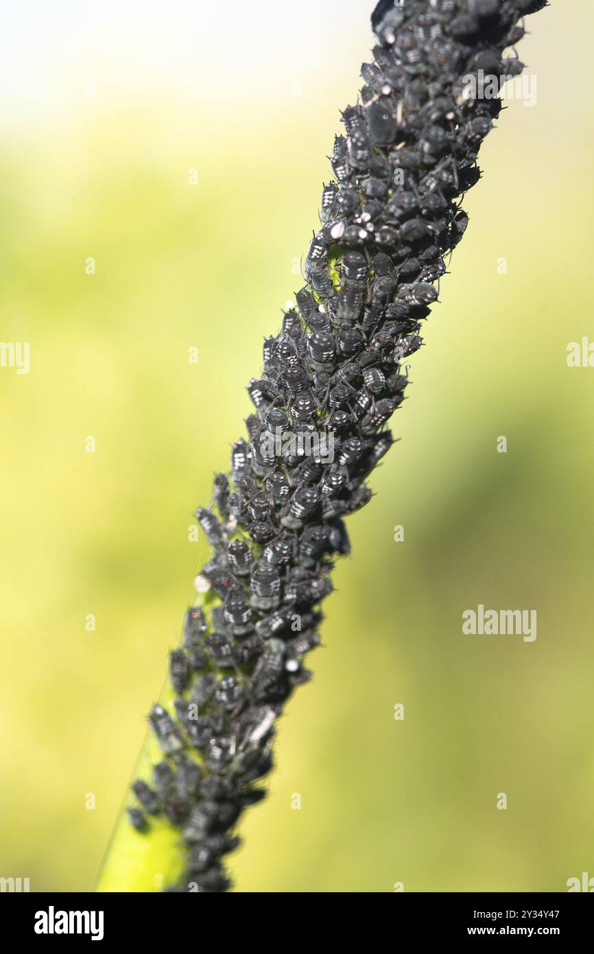 Elder aphid (Aphis sambuci), large accumulation on stem, Velbert, North ...
