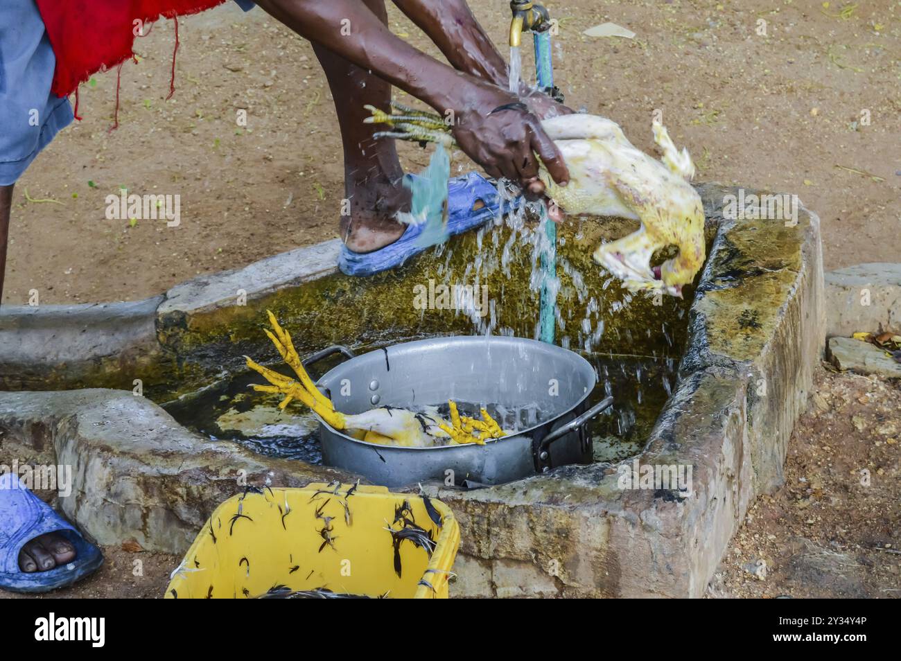 Cook stripping fresh chicken from the traditional manual way in the ...