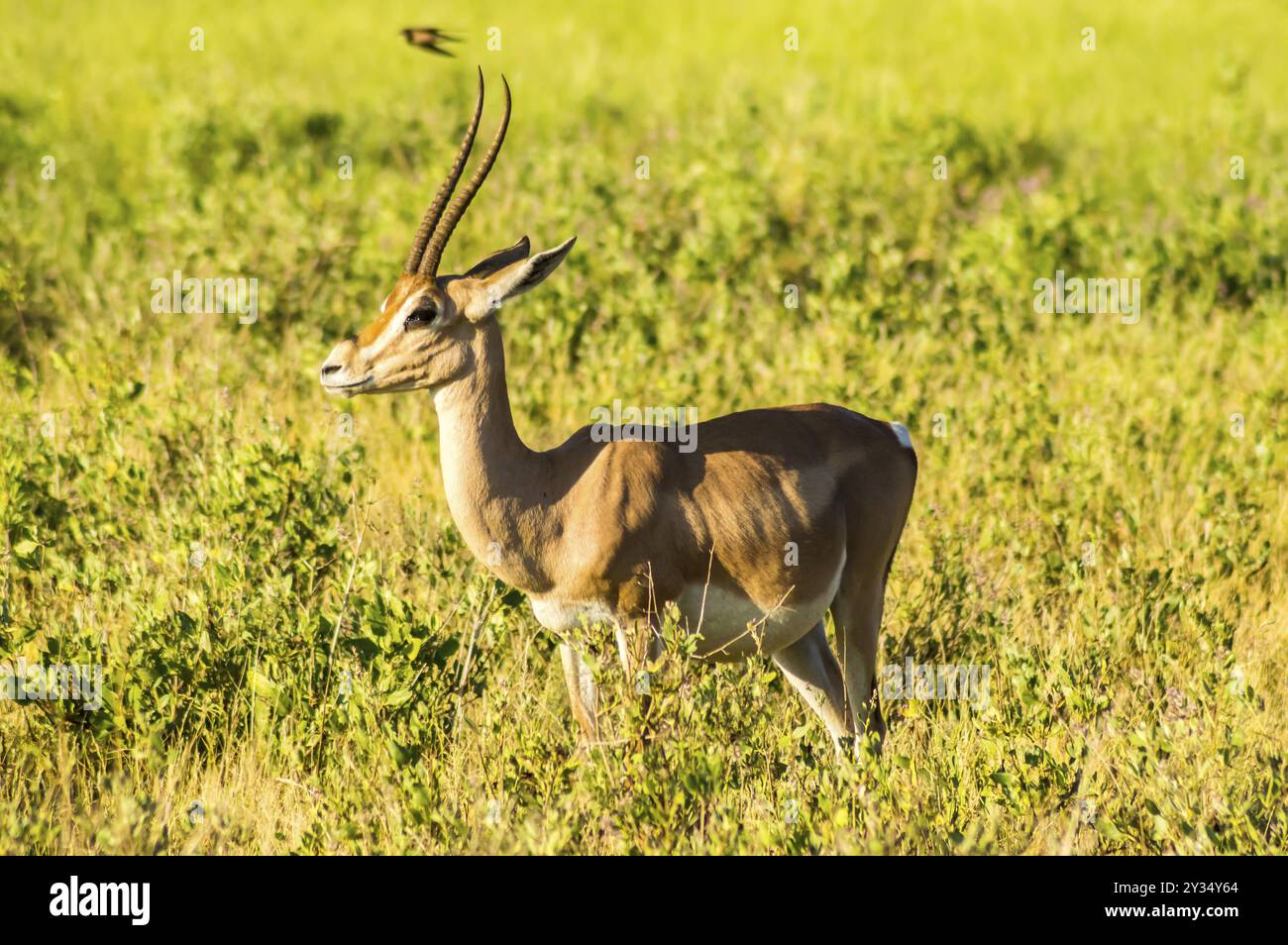 Antelope seen in profile in the savannah of Samburu Park in central ...