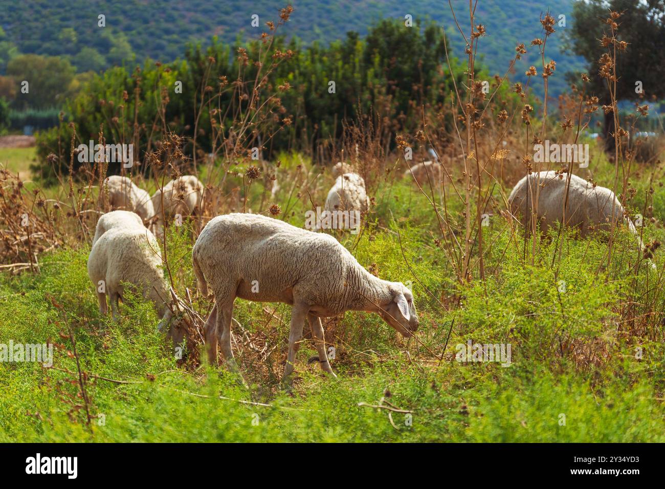A beautiful pastoral scene depicts sheep peacefully grazing in the lush ...