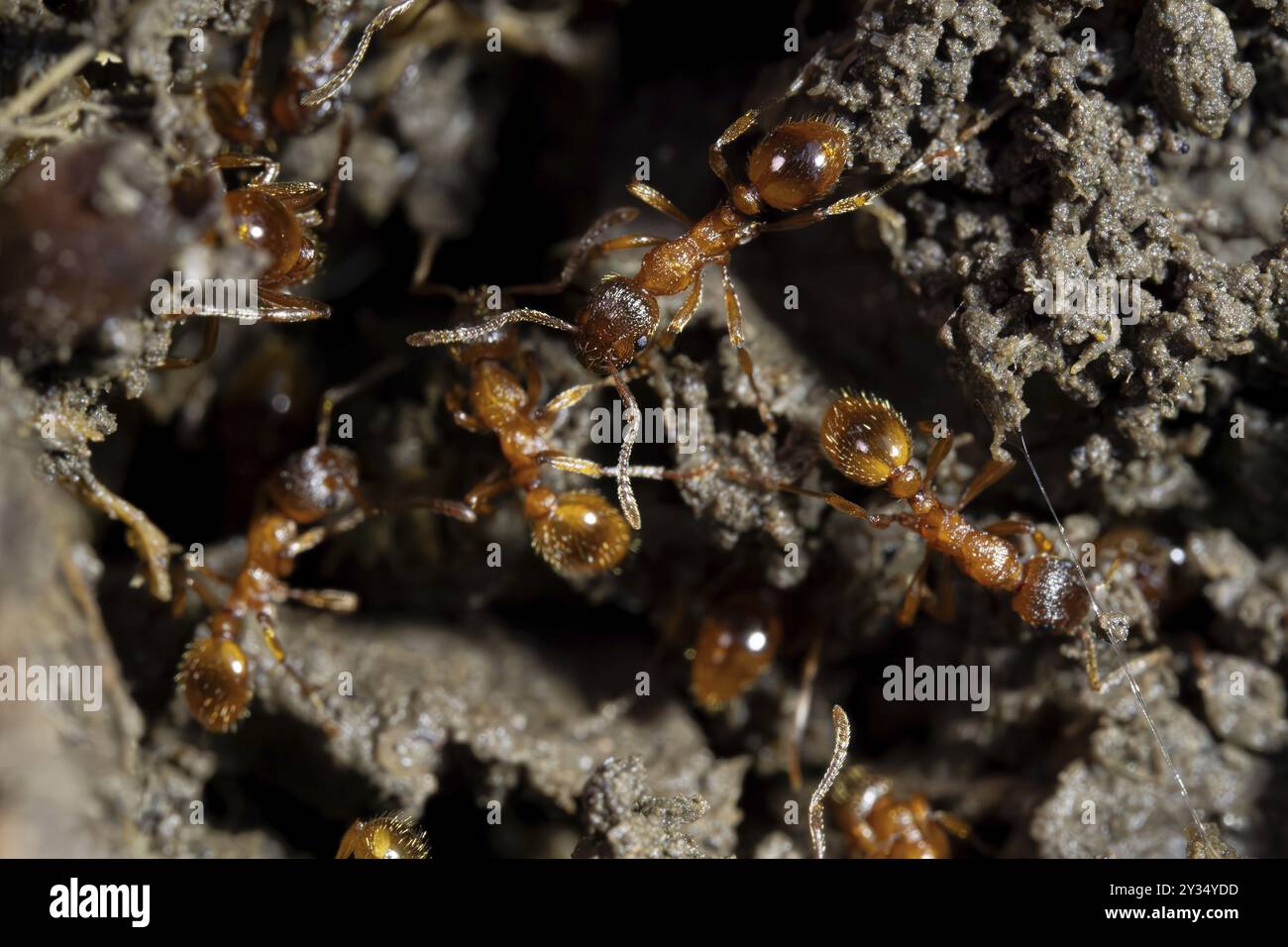 European fire ant (Myrmica rubra), several animals Red-yellow nodule ...