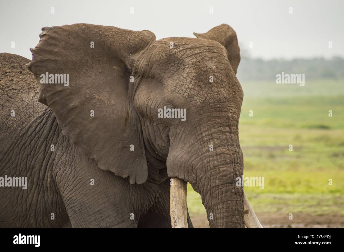 Elephant with ears forward in the savannah of Amboseli Park in Kenya ...