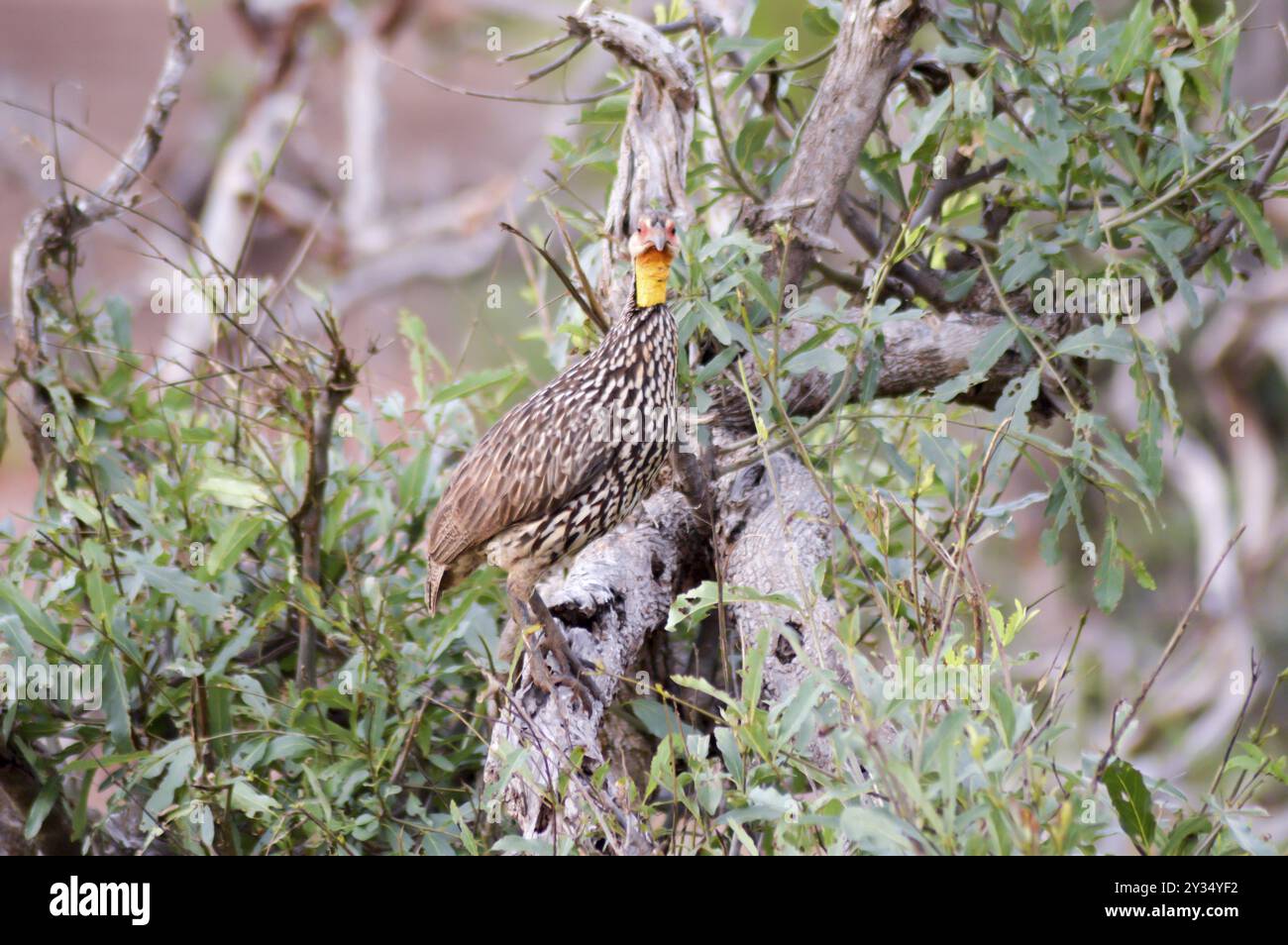 Guinea fowl in the savanna of East Tsavo Park in Kenya Stock Photo - Alamy