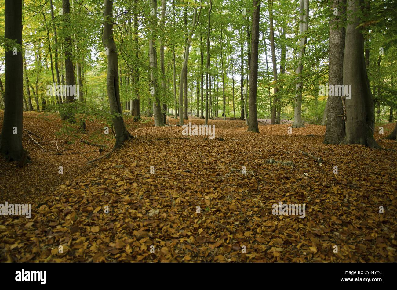 Wide forest landscape with dense deciduous soil, tall trees, autumnal ...